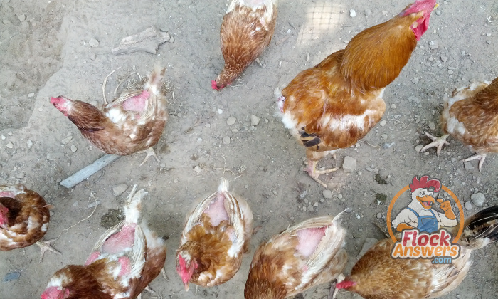 How To Stop Chicken Pecking Cannibalism Backyard Poultry